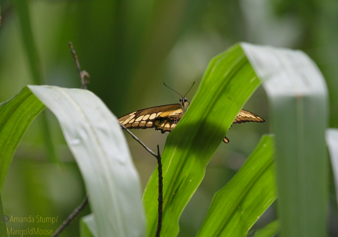 Butterfly | Marigold Moose