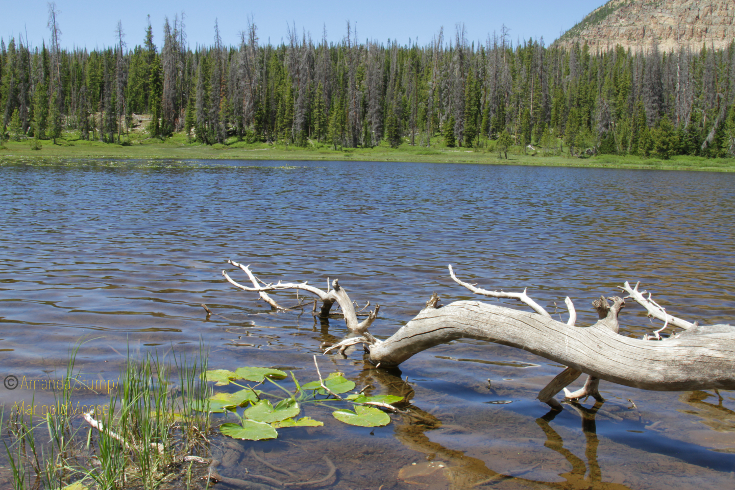 Haystack Lake in the Uintas | Marigold Moose