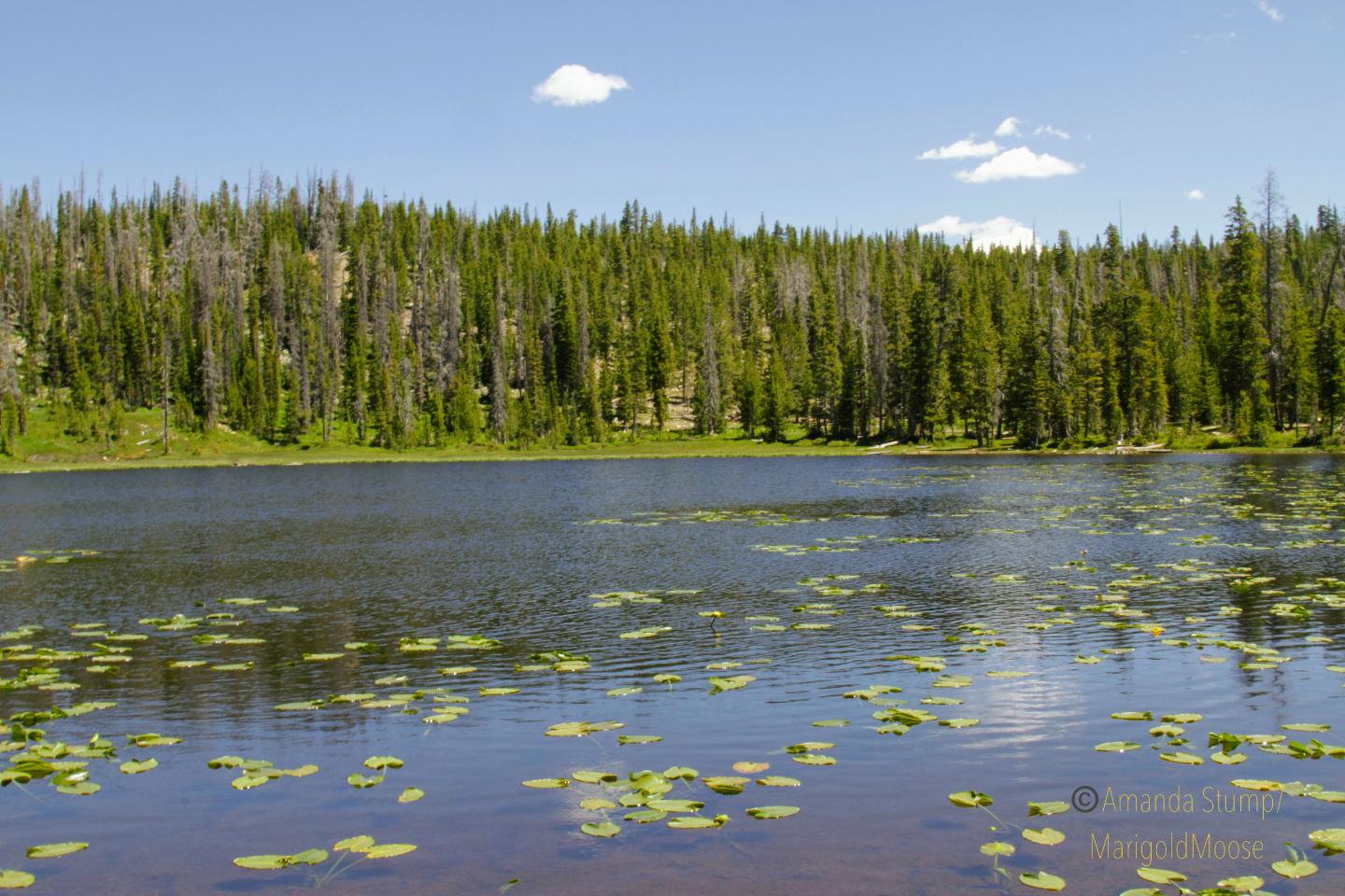 Haystack Lake in the Uintas | Marigold Moose