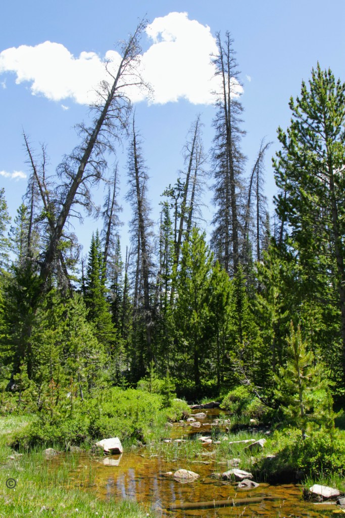 Haystack Lake in the Uintas | Marigold Moose