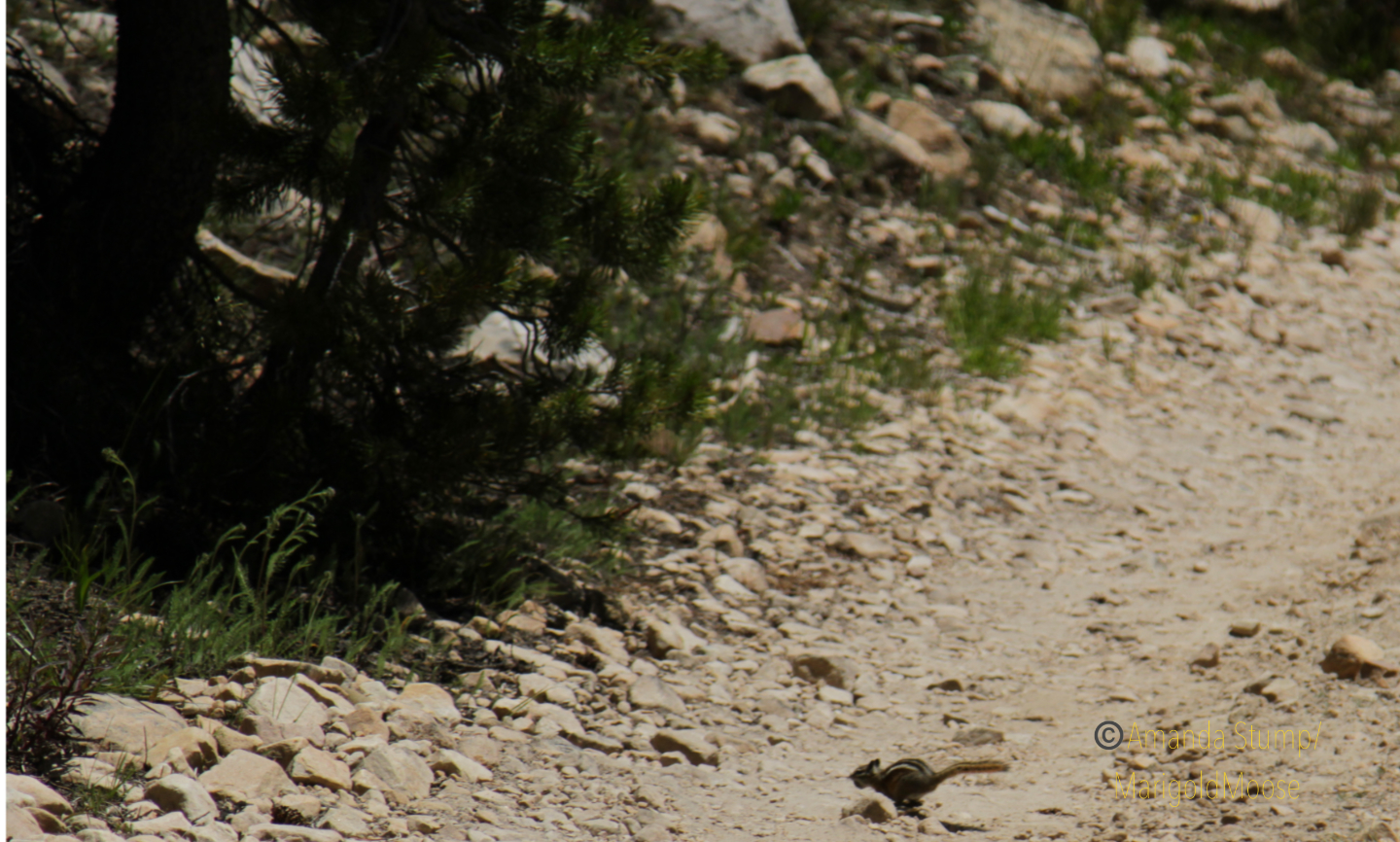 Haystack Lake in the Uintas | Marigold Moose