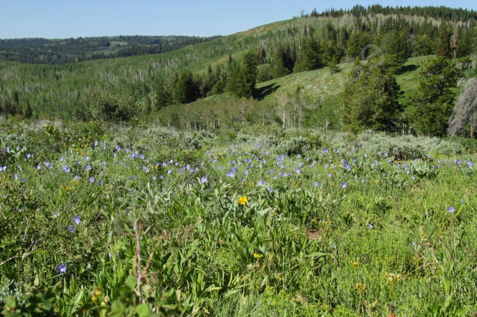 Wasatch Mountains: Monte Cristo area | Marigold Moose